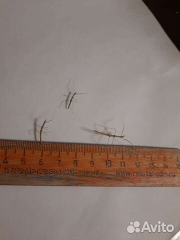 Анамский палочник