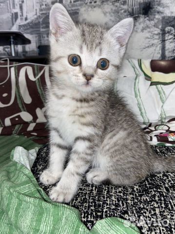 Кошка