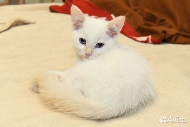 Котенок мальчик