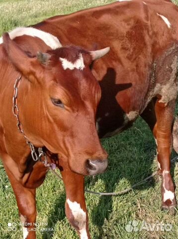 Продажа с х животных