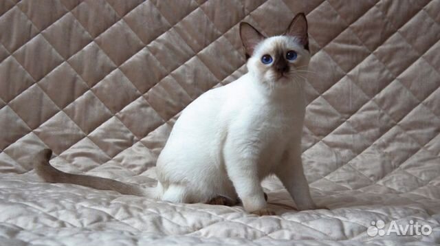 Тайские котята