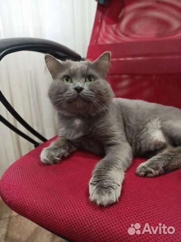 Кот ищет дом