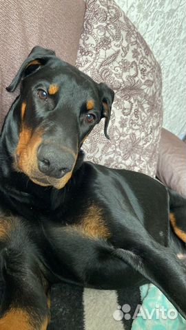 Собака доберман