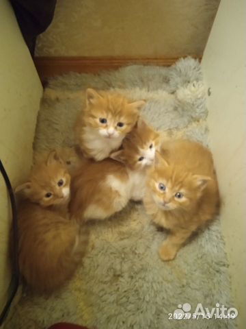 Рыжее счастье