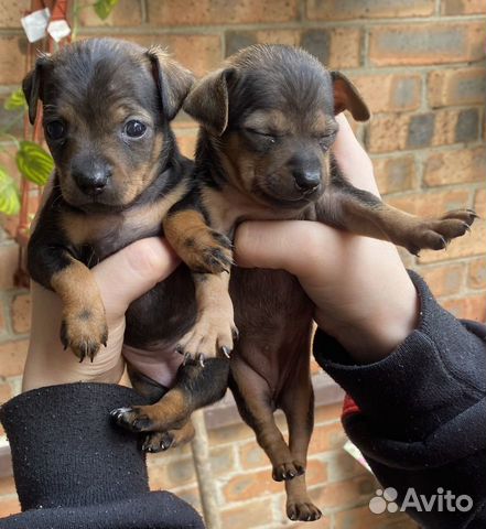 Той-терьер щенки