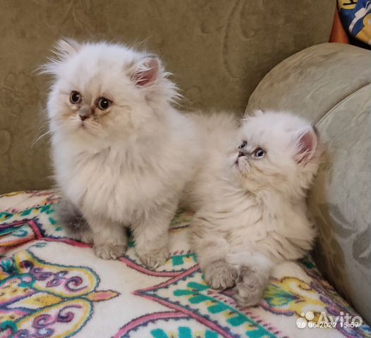 Персидские котята