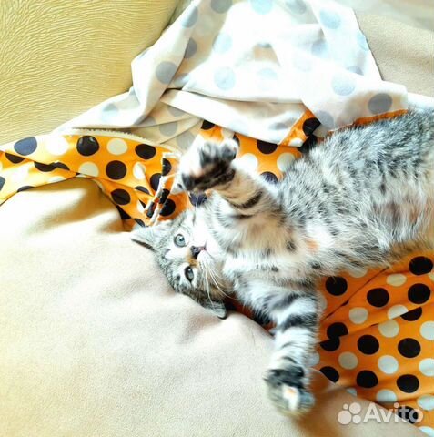 Котенок - Тигро, 2 месяца