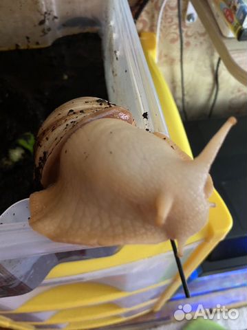 Улитка ахатина