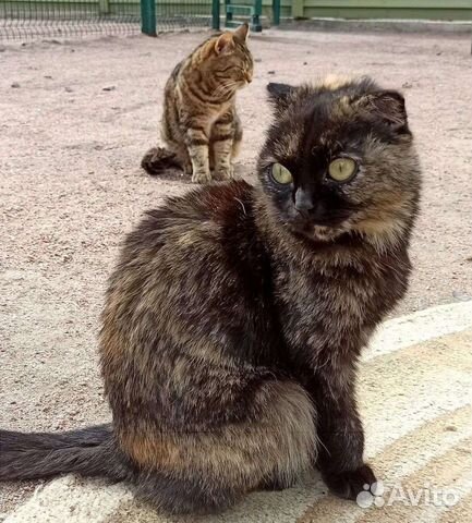 Шотландская вислоухая кошка бесплатно