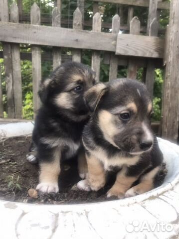 Шенки в добрые пуки