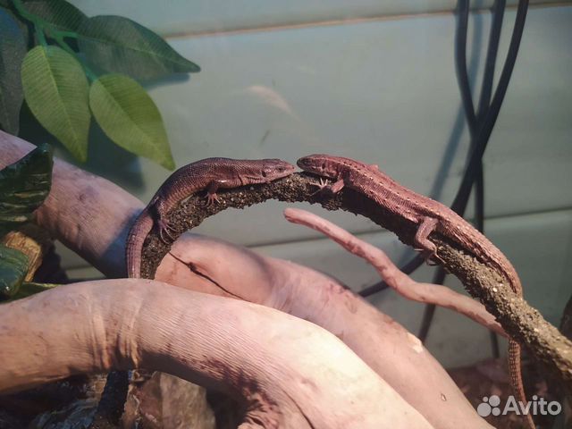 Живородящая ящерица