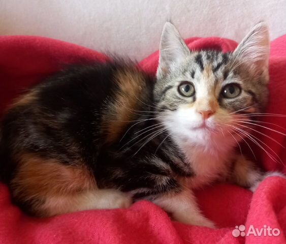 Котенок Лапочка в поисках дома