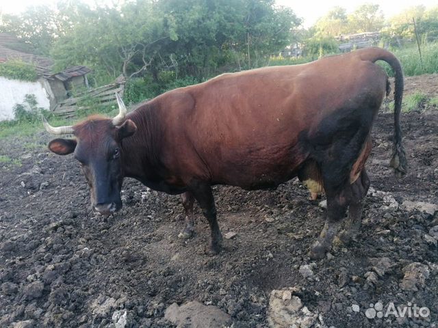 Дойная корова