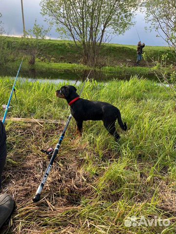Ротвейлера детки