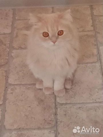 Коты породистые, кострированые к лотку приучены