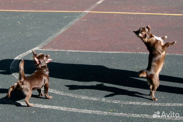 Щеночки Чихуахуа шоколадные