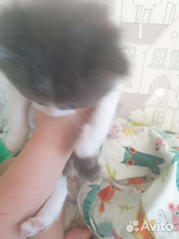 Котенок в хорошие руки