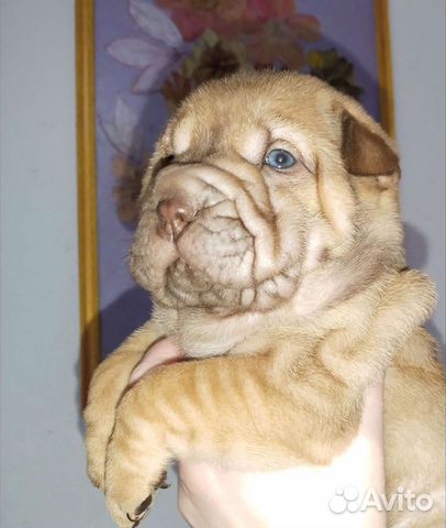 Щенок шарпея Мальчик голуболиловогенный