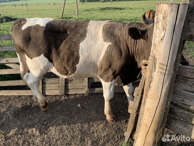 Продаю бычка молодого породистого