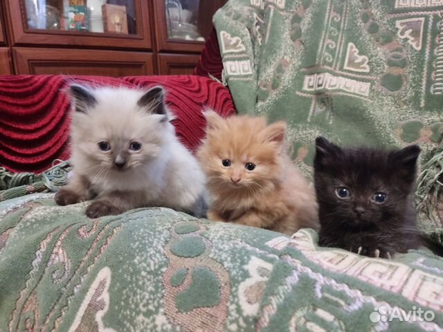 Славные пушистики ищут добрых хозяев