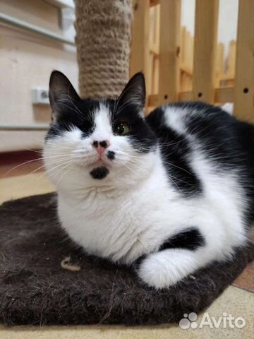 Кошка Вишенка