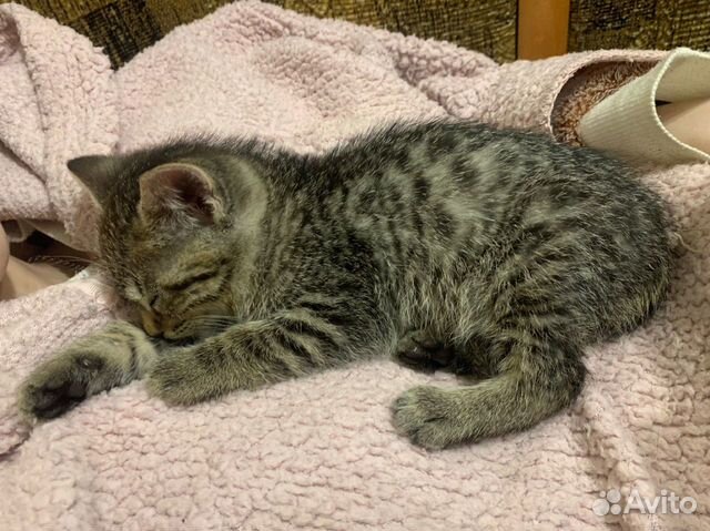 Милый котенок 2 месяца