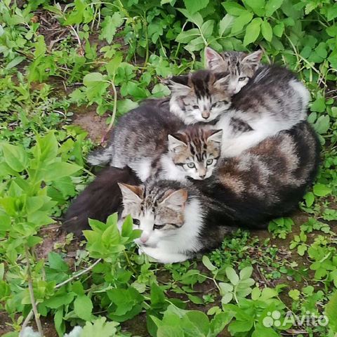 Котята хотят жить в добрые руки