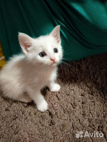 Помесь с породой бобтейл