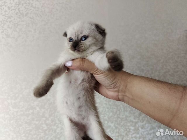 Тайские котятки