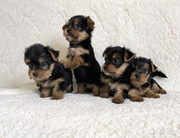 Йоркширский терьер щенки