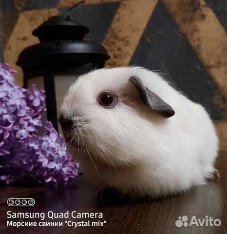 Морская свинка "калифорния"