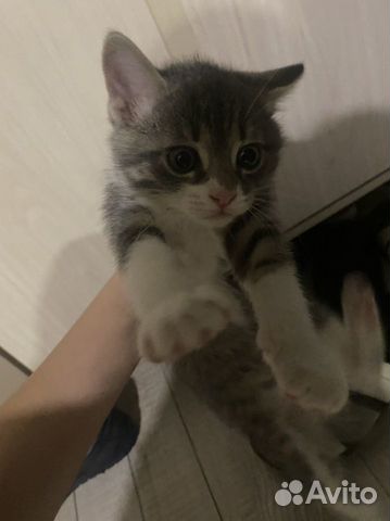Котята в добрые руки мальчики 1 месяц 20 дней