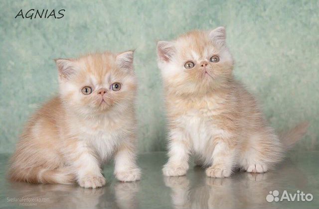 Персидские мальчики