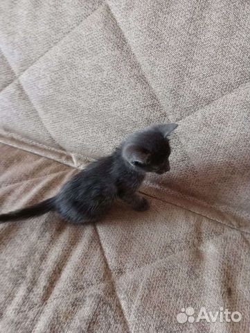 Котята