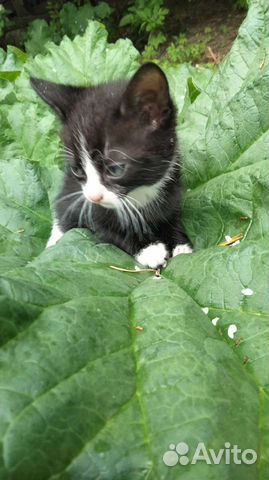 Умненькие котята