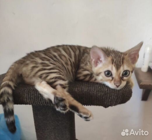 Бенгальская кошка, 2 месяца