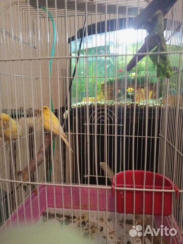 Кенара и канарейки