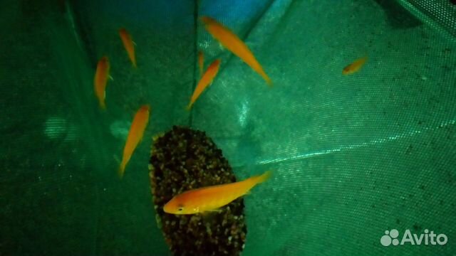 Мальки Лабидохромис Еллоу