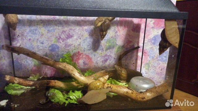 Улитки ахатины