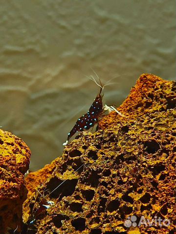 Сулавесская креветка Кардинал Cardinal Shrimp