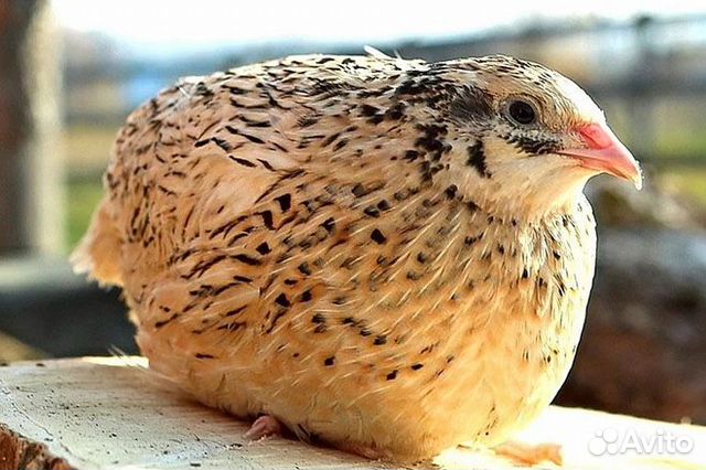 Самцы перепелов