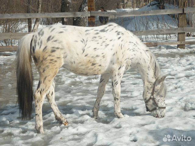 Продам кобылу