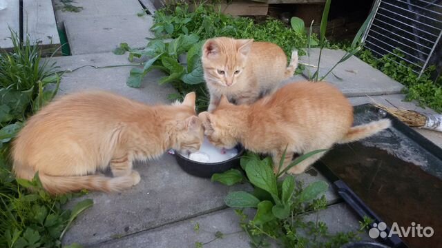 Отдам красивых котят в добрые руки с доставкой