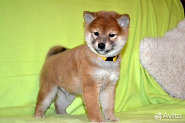 Щенки сиба-ину (сиба, шиба)