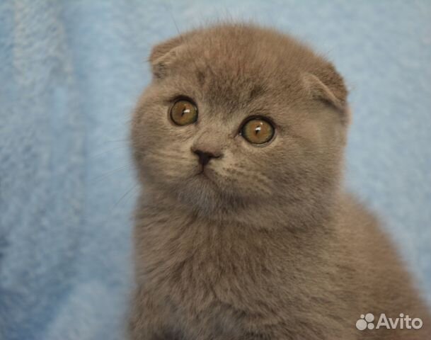 Вислоухая девочка 3 мес