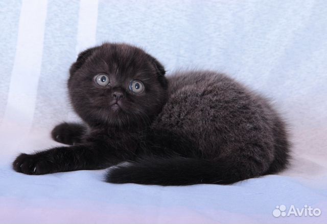 Кошечка черная с идеальными ушками Лори и котик