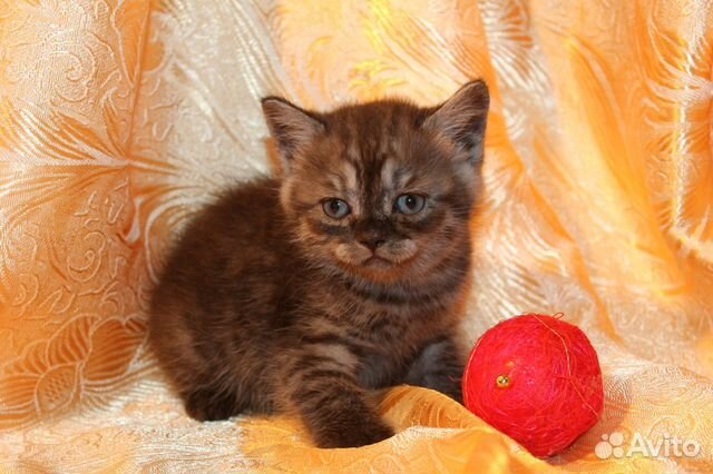 Британская кошечка