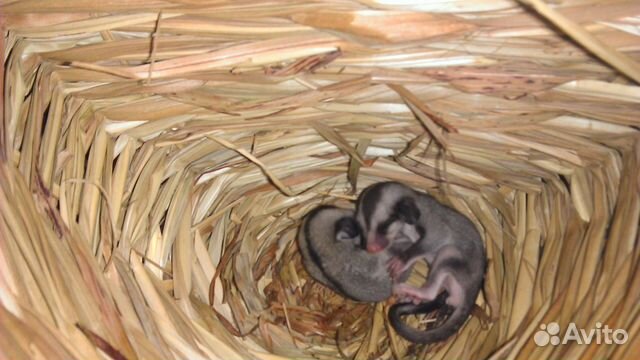 Сахарный поссум (мальчик)