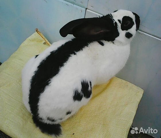 Породы разные