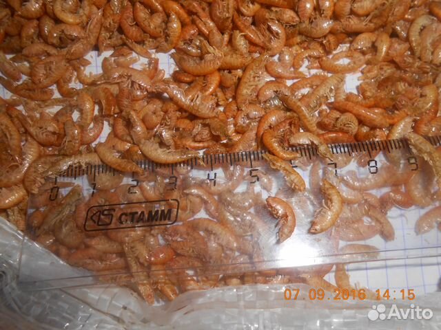 Гаммарус отборный